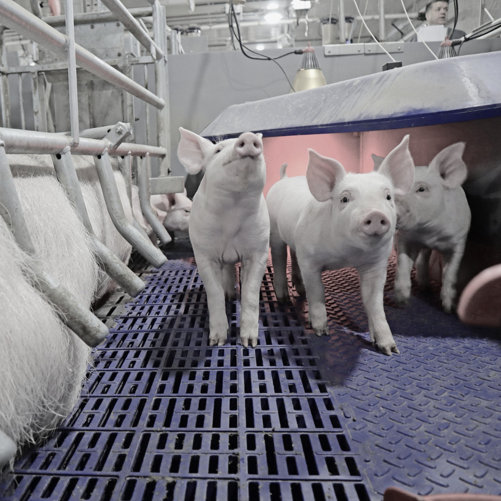 Feeding Solutions for Farrowing Sows — Jyga Technologies